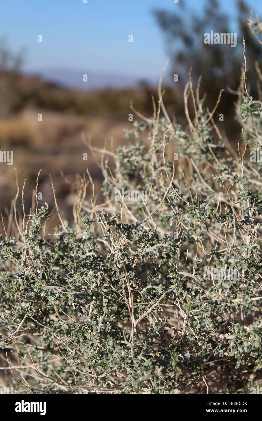Ambrosia Dumosa, Burrobush, is a constituent of Creosote Bush Scrub, a ...