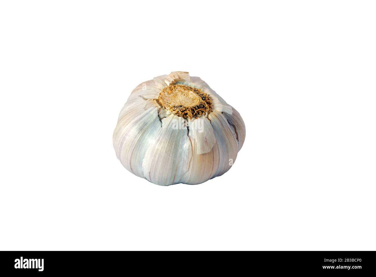 Single garlic bulb on white background Stock Photo - Alamy
