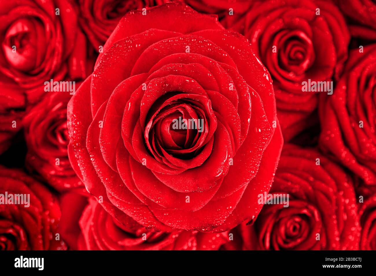 Red rose with water drops on a background of red roses Stock Photo - Alamy