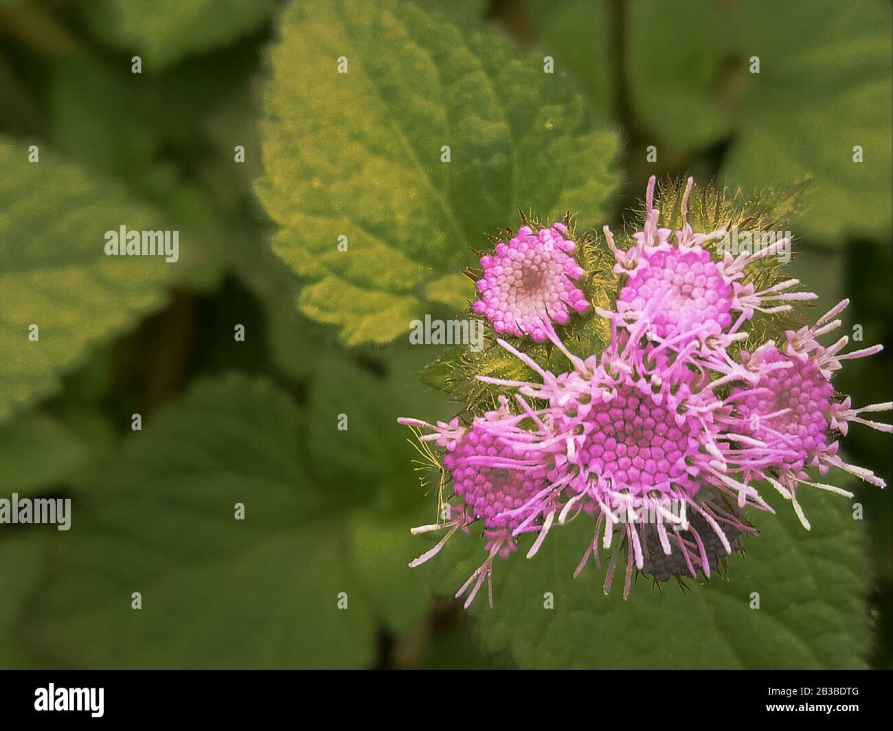 Best sunflower picture Stock Photo - Alamy