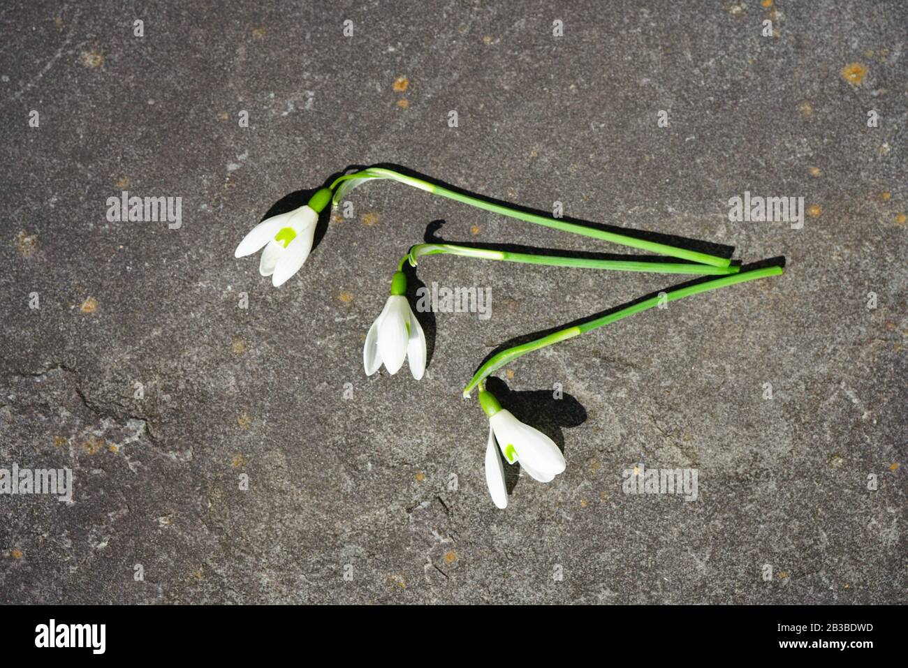 Stems of freshly picked white and green snowdrop galanthus flowers ...
