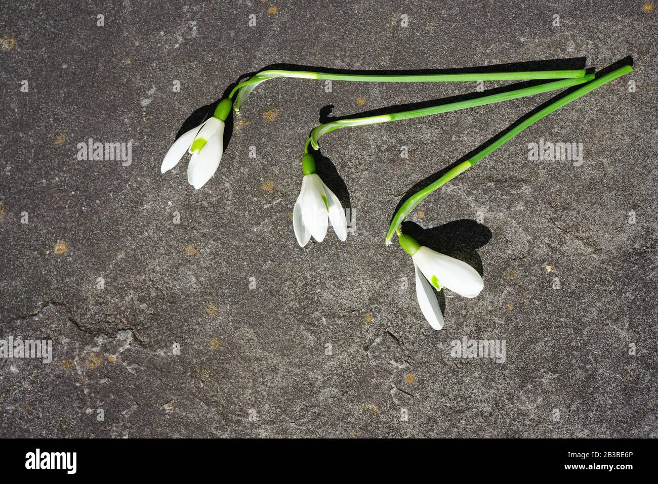 Stems of freshly picked white and green snowdrop galanthus flowers ...