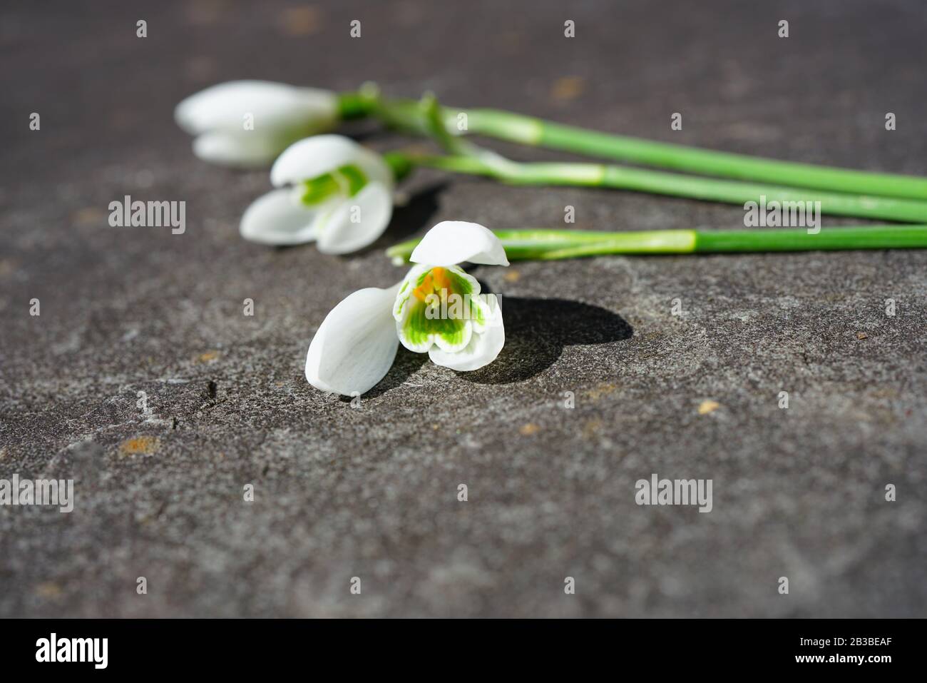 Stems of freshly picked white and green snowdrop galanthus flowers ...