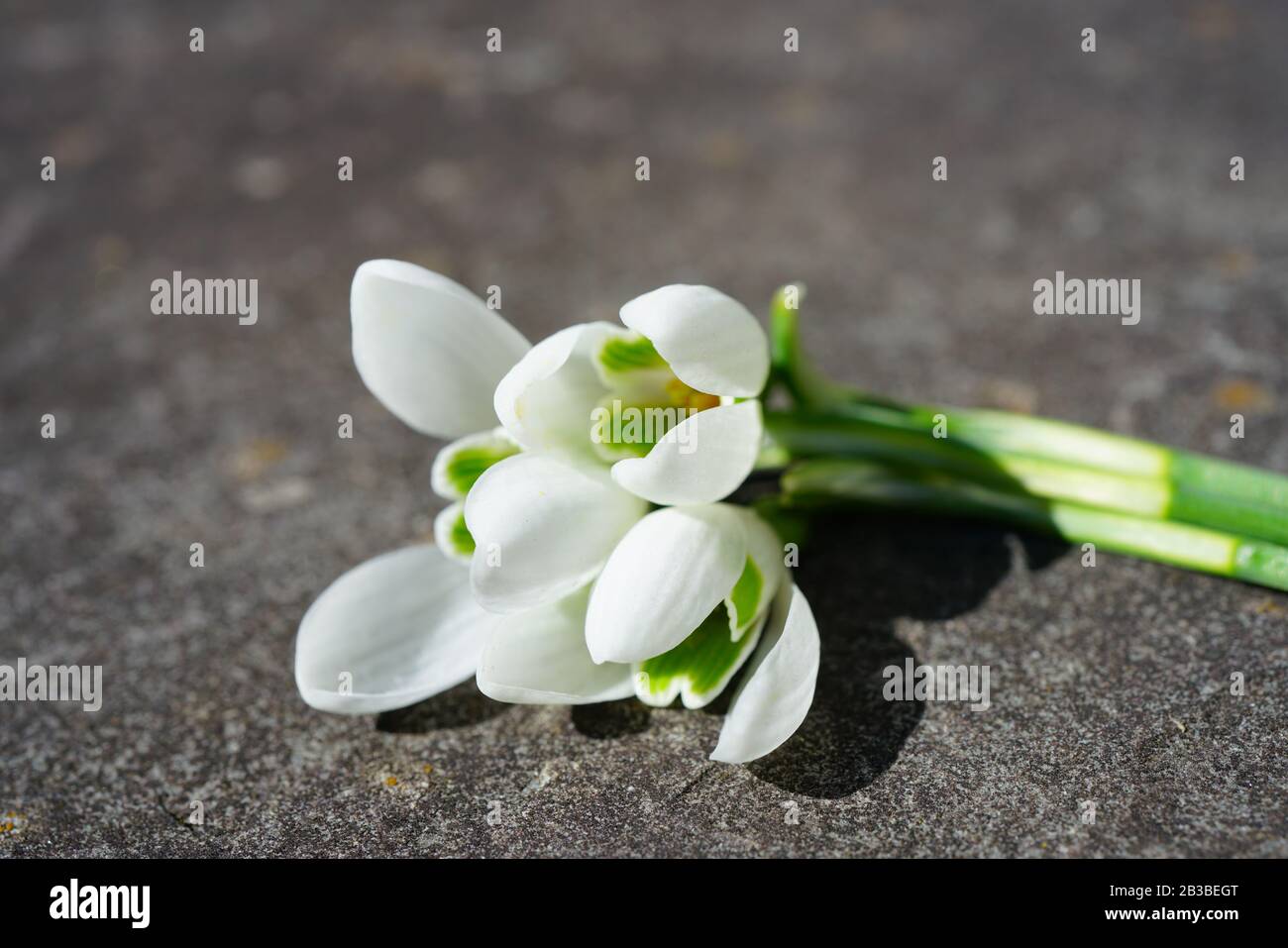 Stems of freshly picked white and green snowdrop galanthus flowers ...