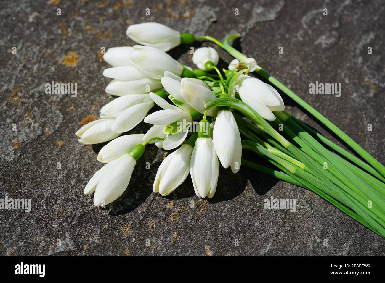 Stems of freshly picked white and green snowdrop galanthus flowers ...