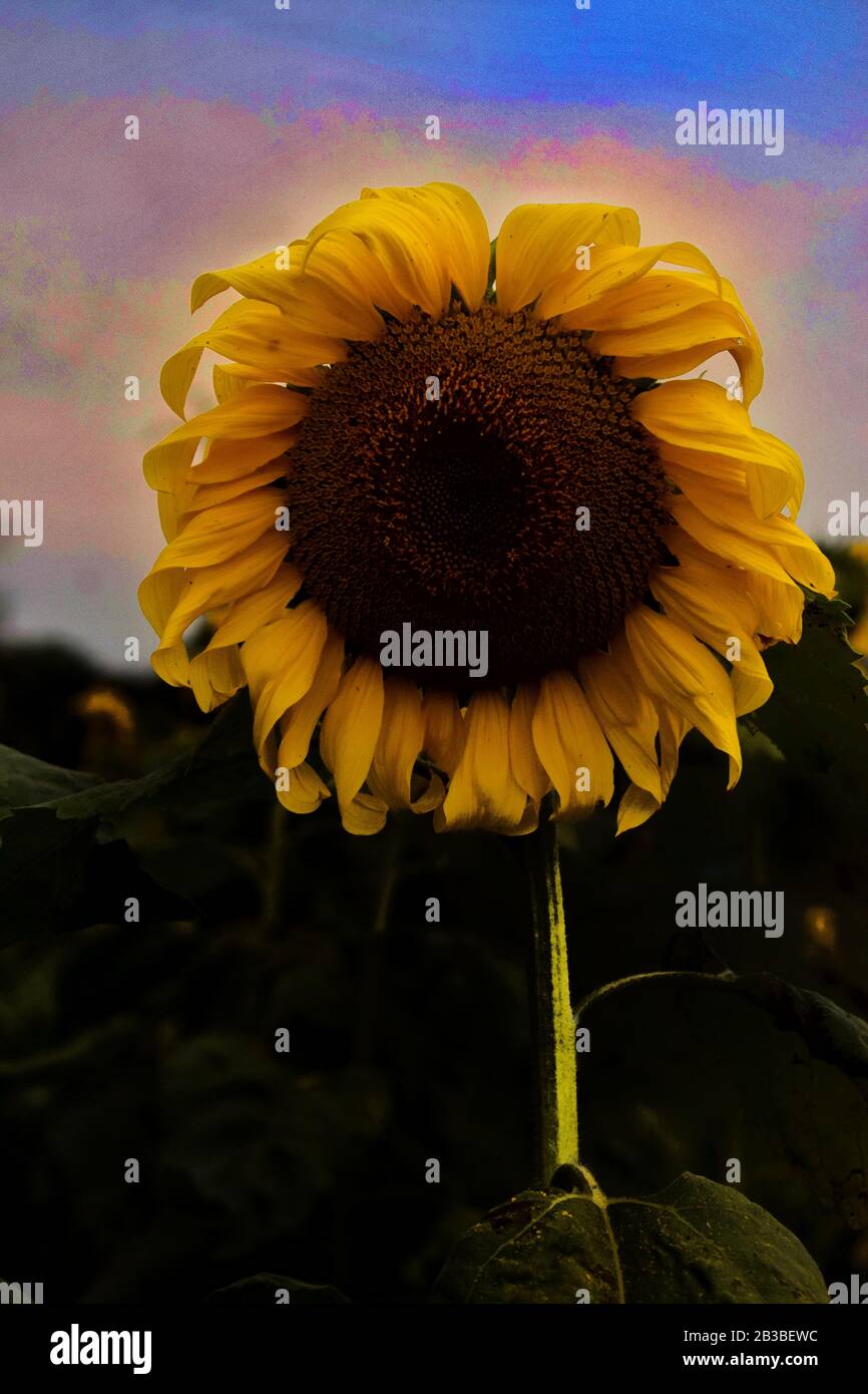 Sunflower wallpaper hi-res stock photography and images - Alamy