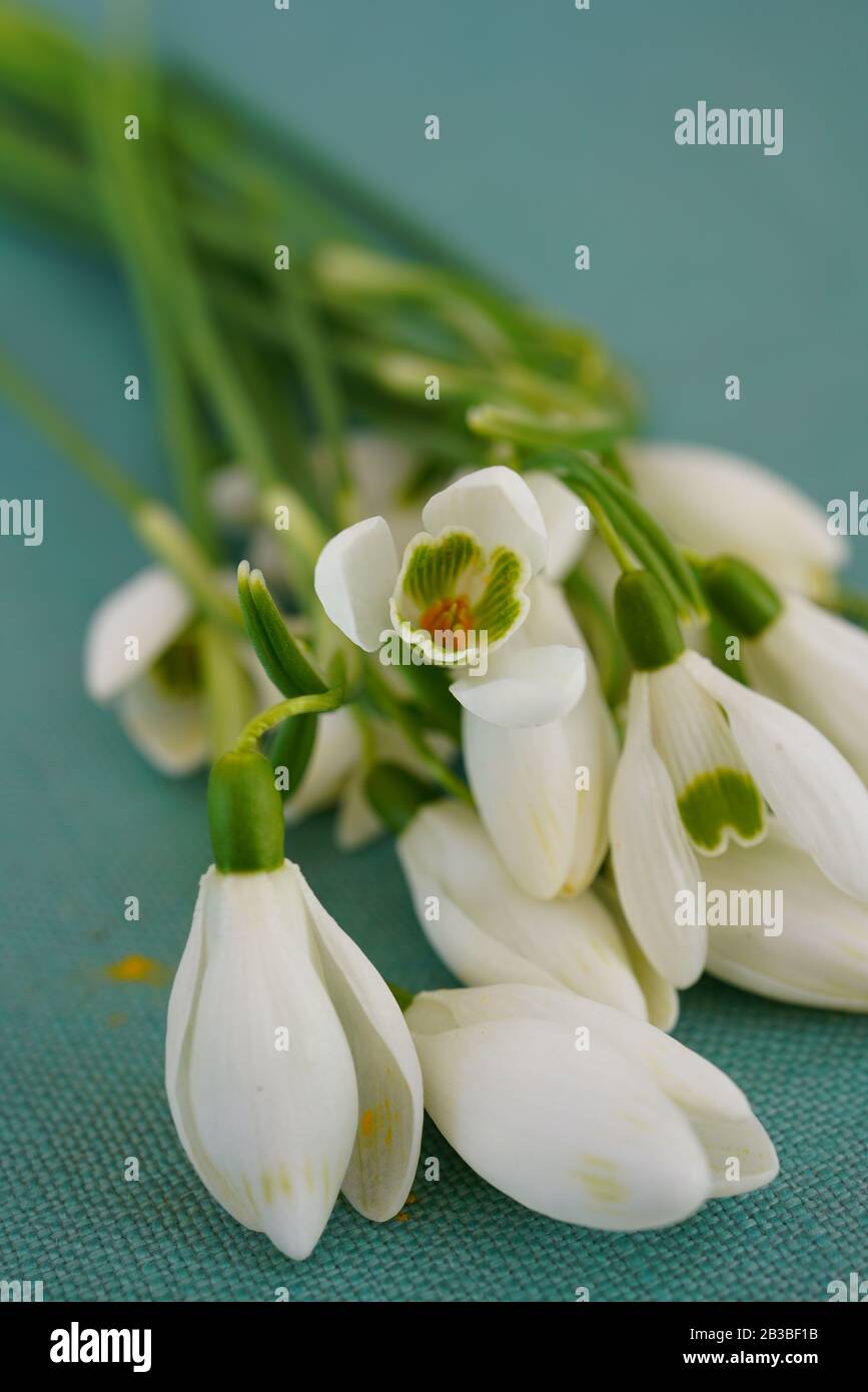 Stems of freshly picked white and green snowdrop galanthus flowers ...
