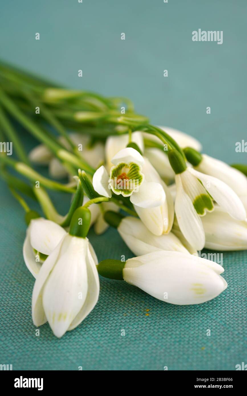 Stems of freshly picked white and green snowdrop galanthus flowers ...