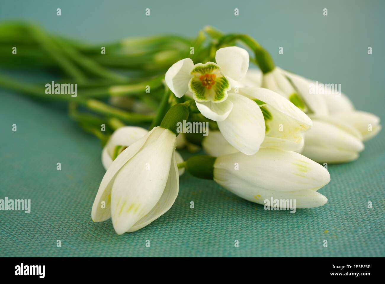 Stems of freshly picked white and green snowdrop galanthus flowers ...