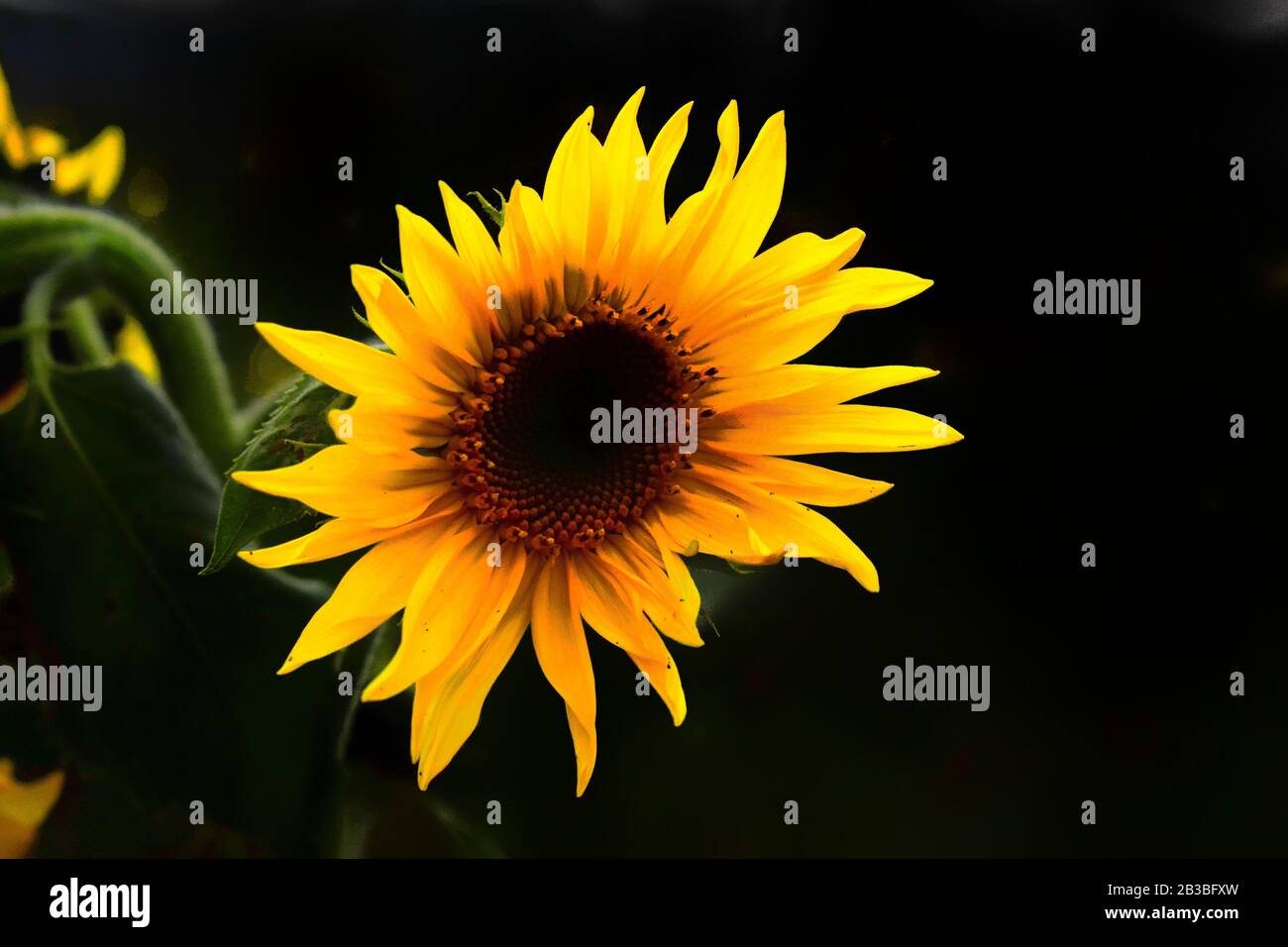 Best sunflower picture Stock Photo - Alamy