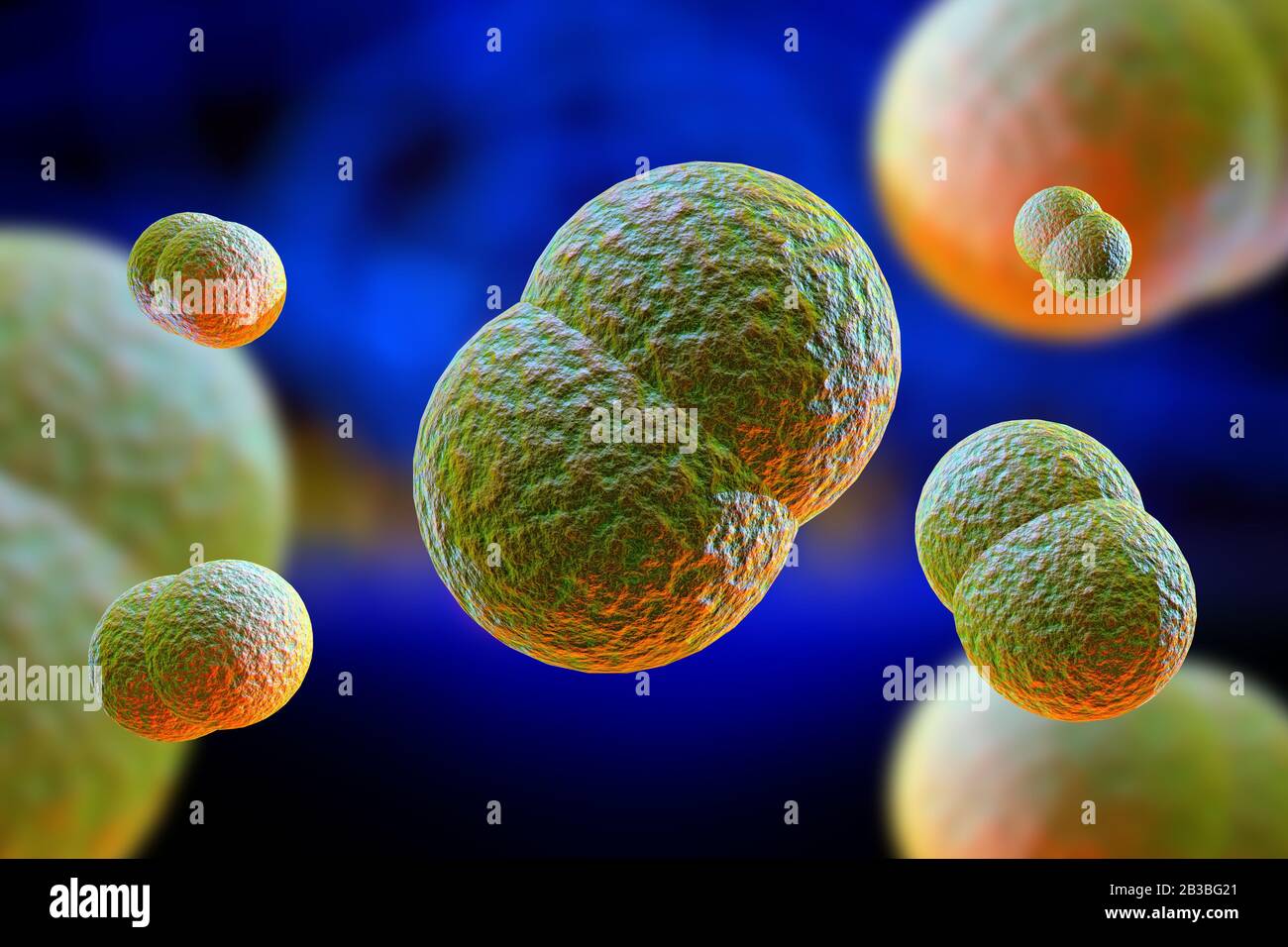 Microscope close up of meningitis bacteria, also known as meningococcus ...