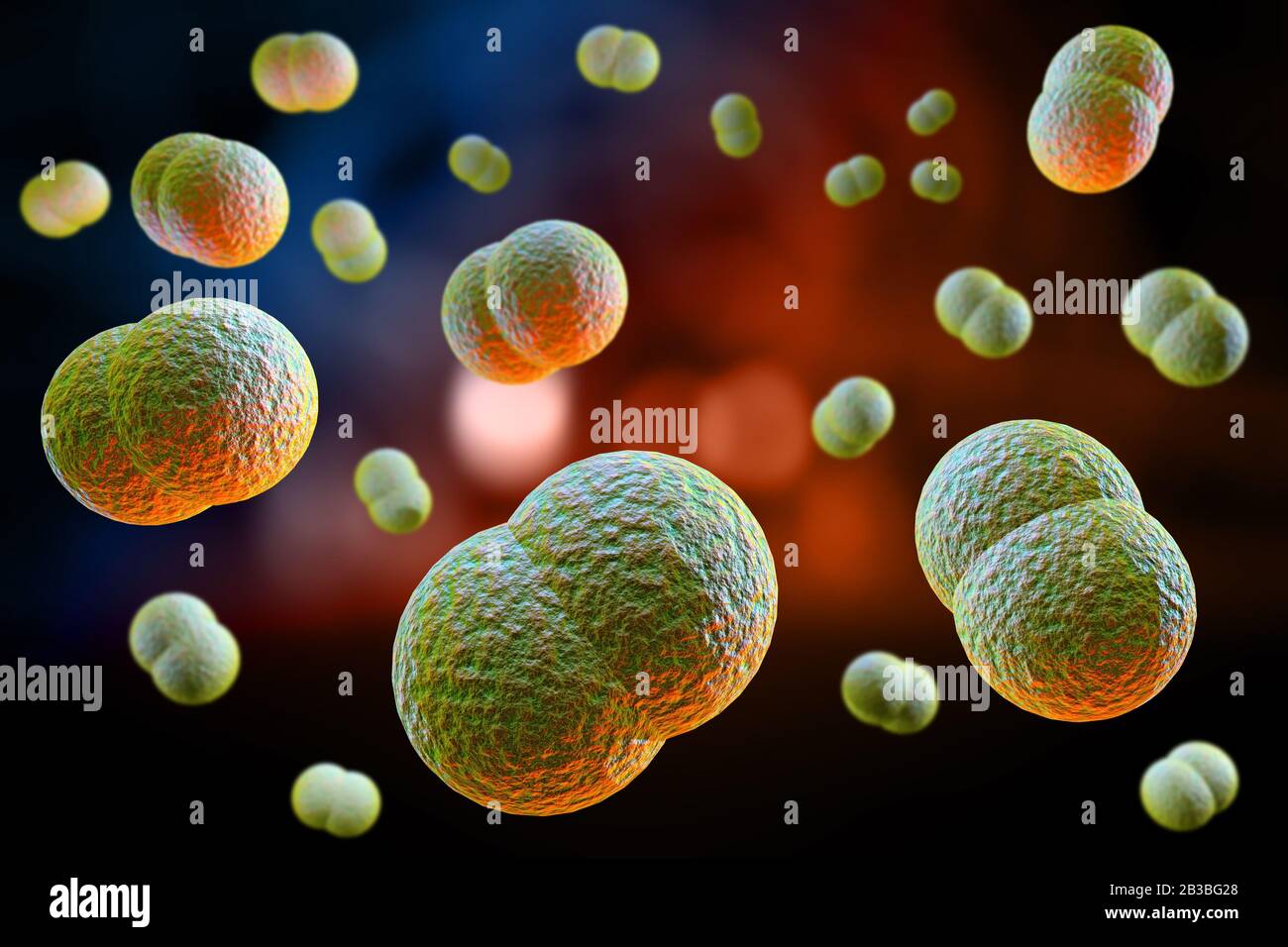 Microscope close up of meningitis bacteria, also known as meningococcus ...
