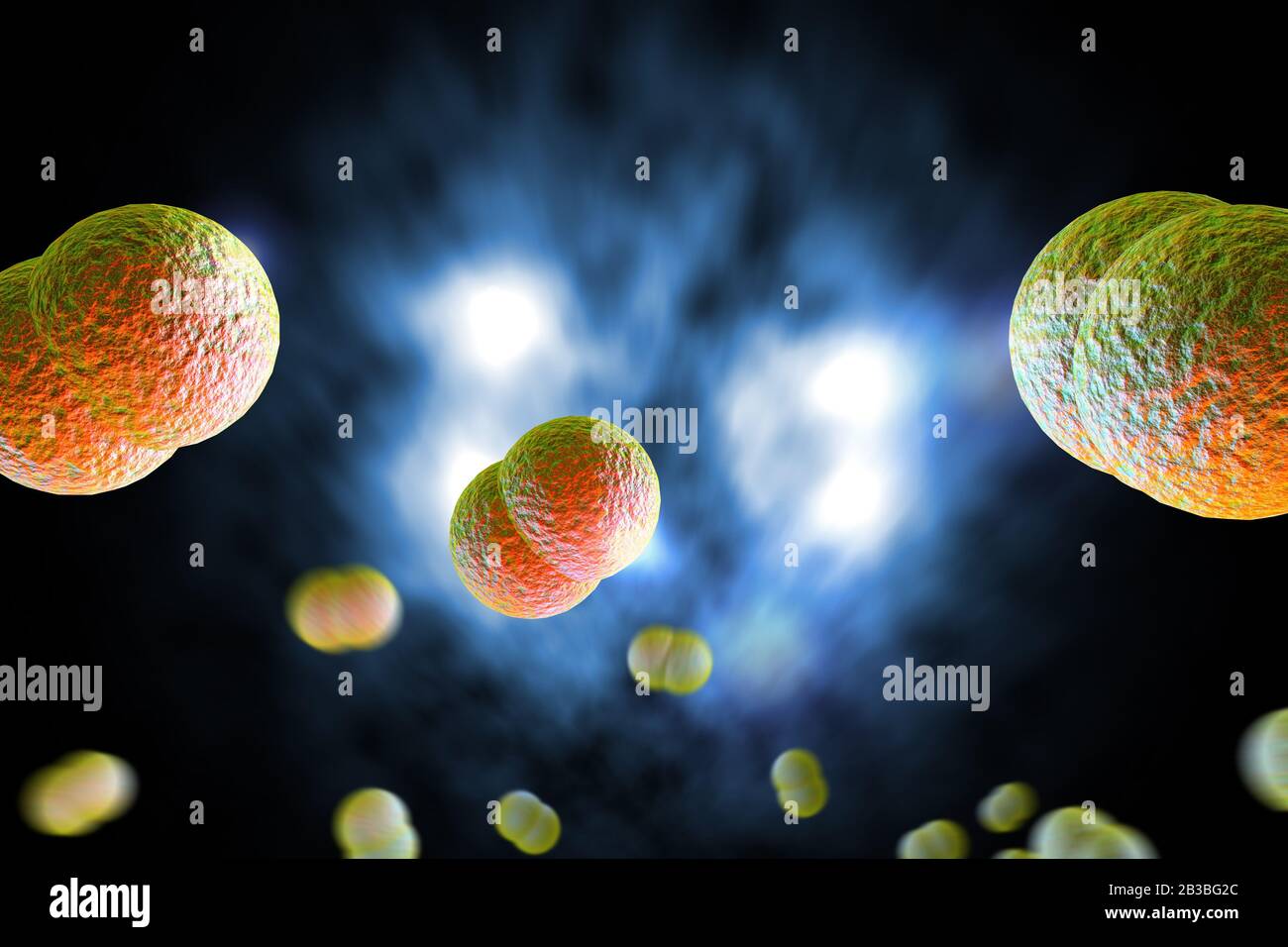 Microscope close up of meningitis bacteria, also known as meningococcus ...