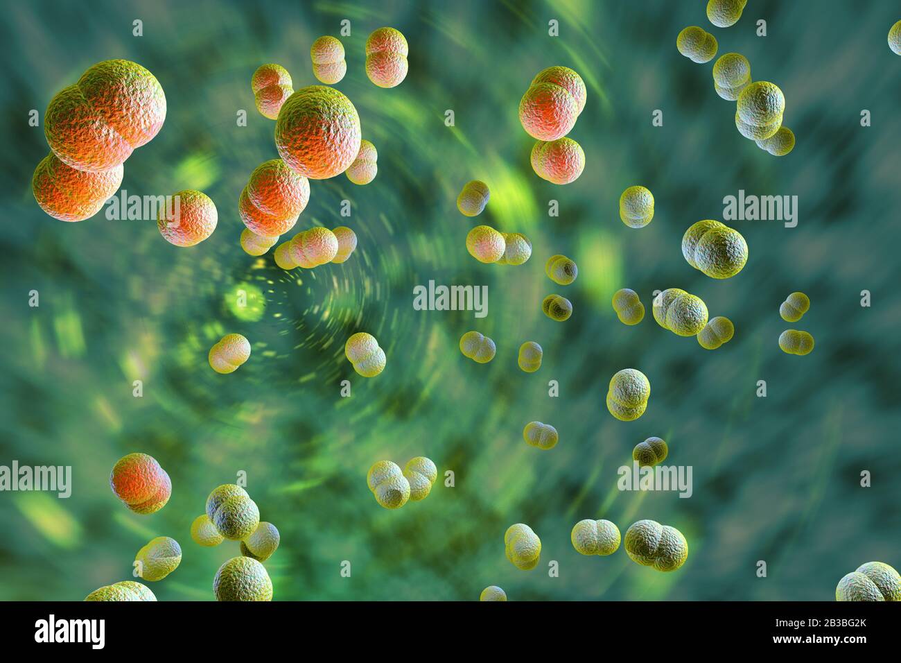 Microscope close up of meningitis bacteria, also known as meningococcus ...
