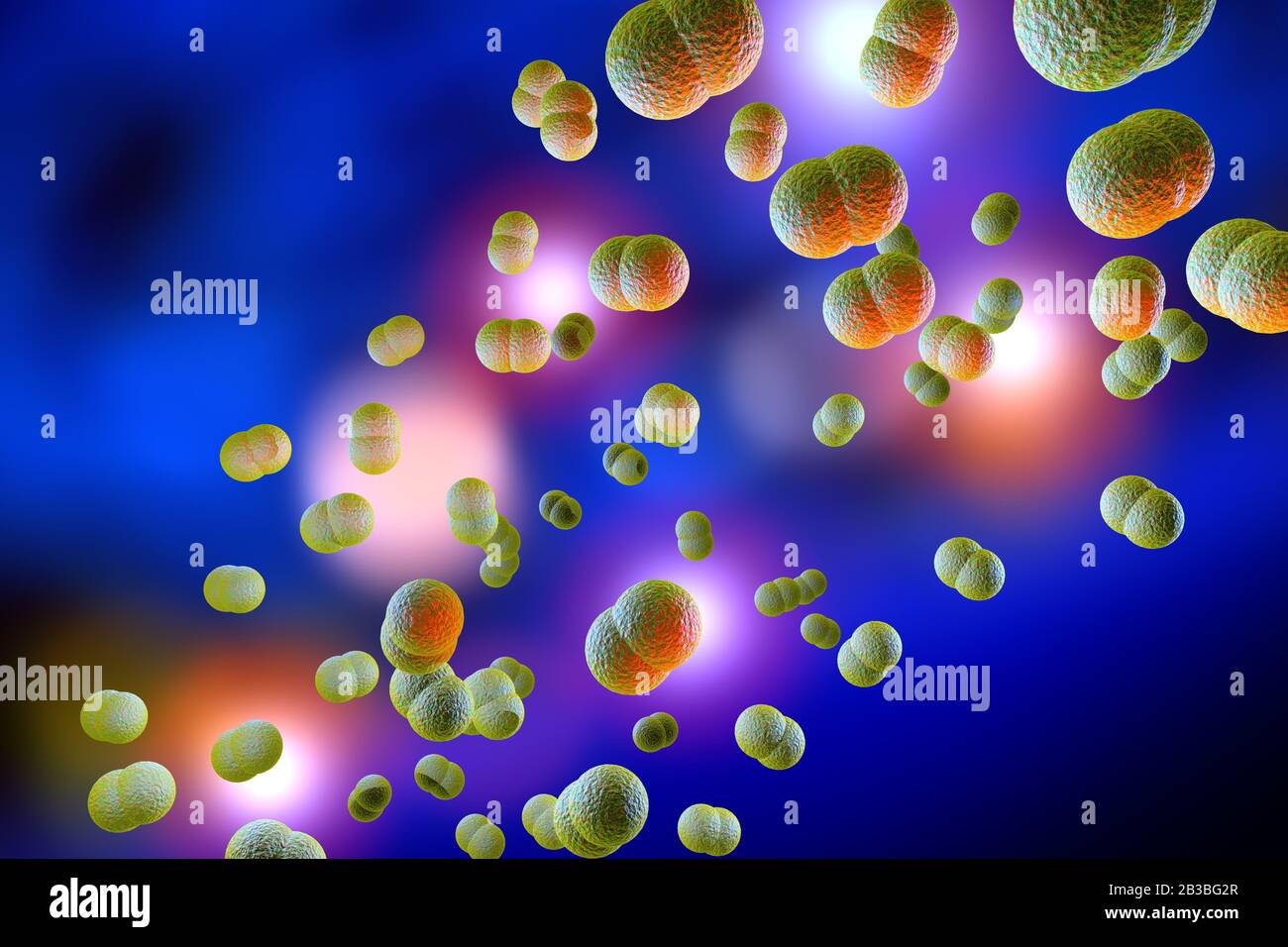 Microscope close up of meningitis bacteria, also known as meningococcus ...