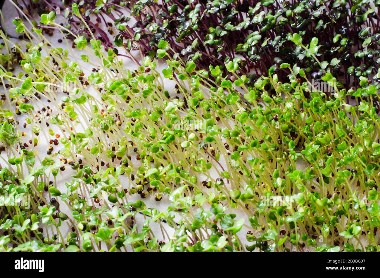 Mixed micro greens is grown at home. Healthy and fresh micro greens ...