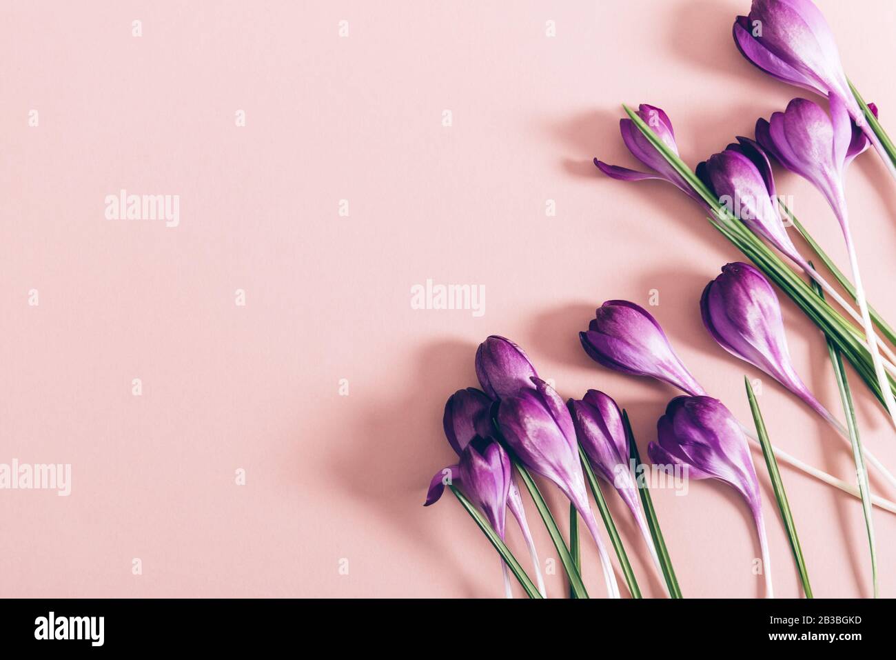 Creative layout made with spring crocus flowers on pink background ...