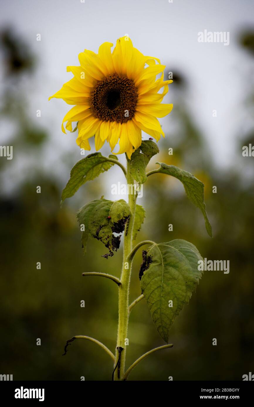 Petalsandsunshine hi-res stock photography and images - Alamy