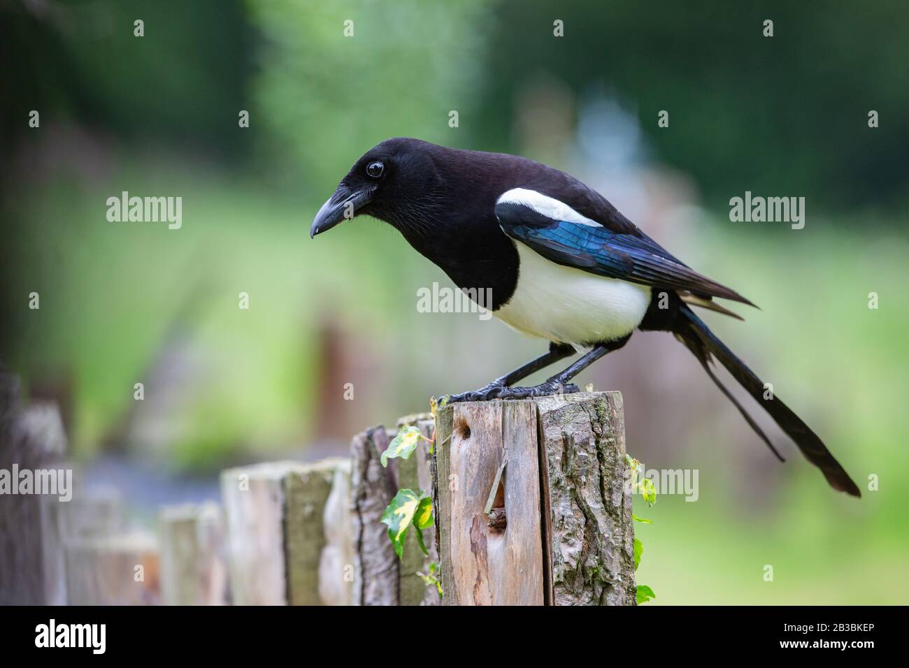 Magpie [ Pica pica ] on rustic wooden fence post Stock Photo - Alamy