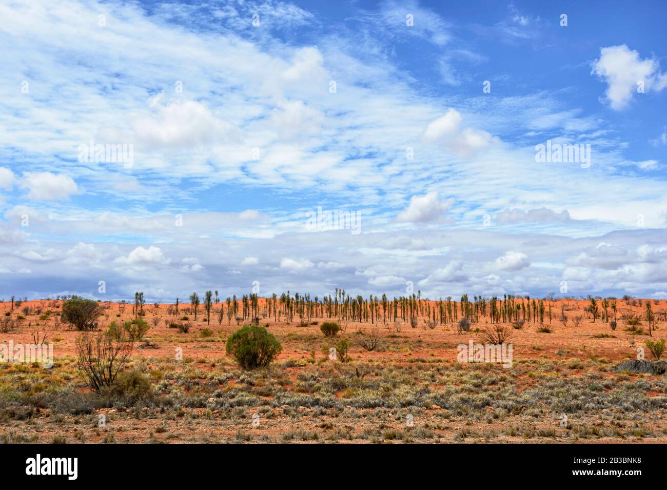 She-oak trees growing in red sand dunes along the Stuart Highway ...