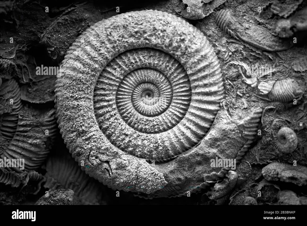Fossil ammonite in a natural history museum exhibit in black and white ...