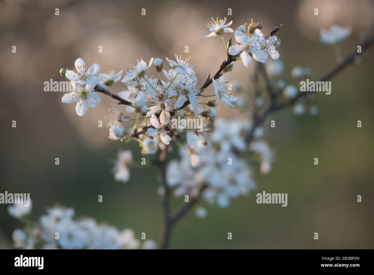 Spring blossom background. Beautiful nature scene with blooming tree ...