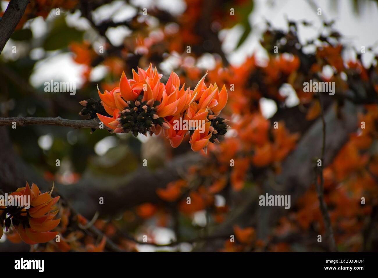 Butea Monosperma is a species of Butea native to tropical and sub ...