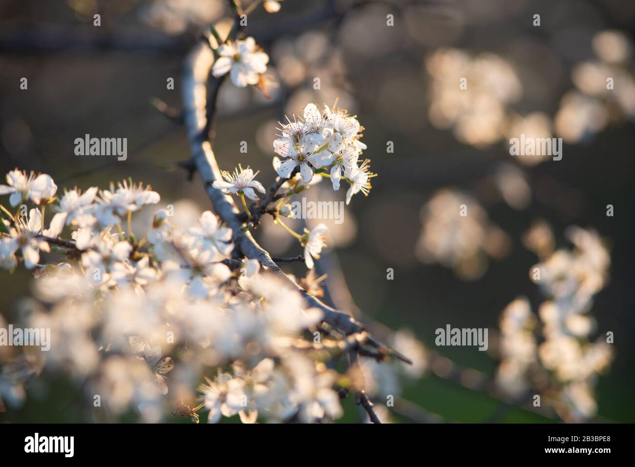 Spring blossom background. Beautiful nature scene with blooming tree and sun flare. Sunny day ...