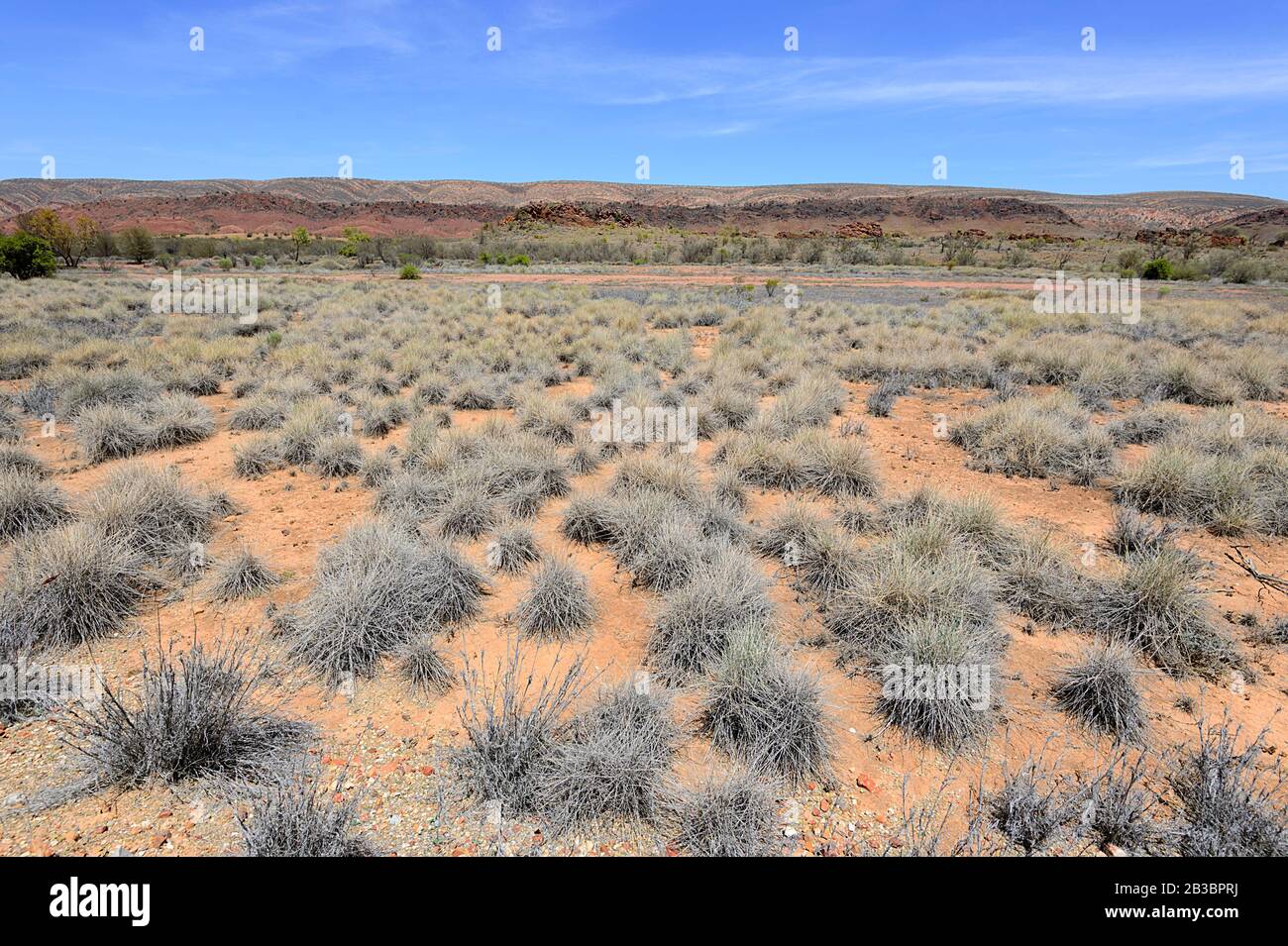 Vegetation growing on arid soil in the West MacDonnell Ranges, Northern ...