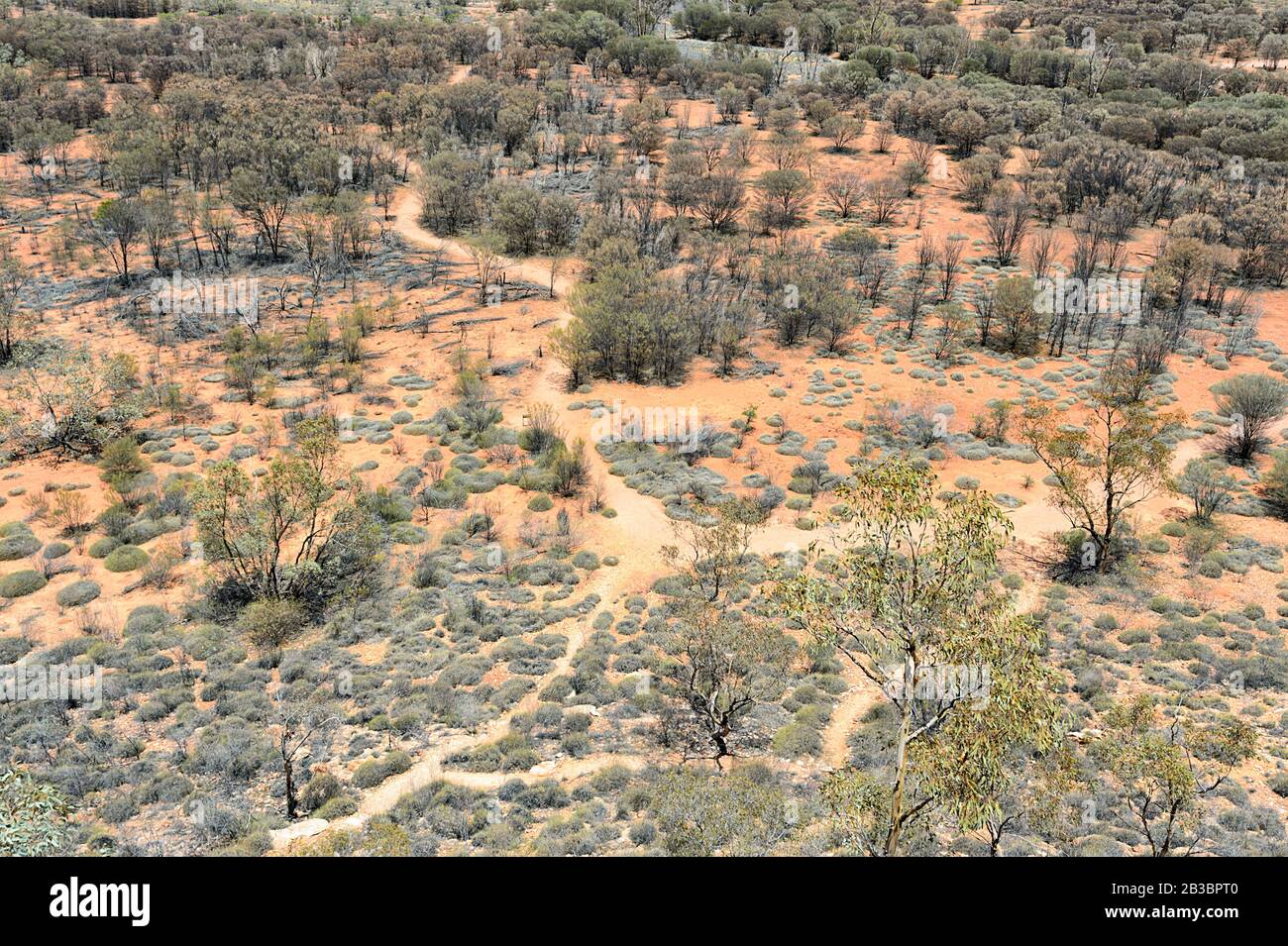 Details of vegetation patterns in Goss Bluff or Tnorala, a crater ...