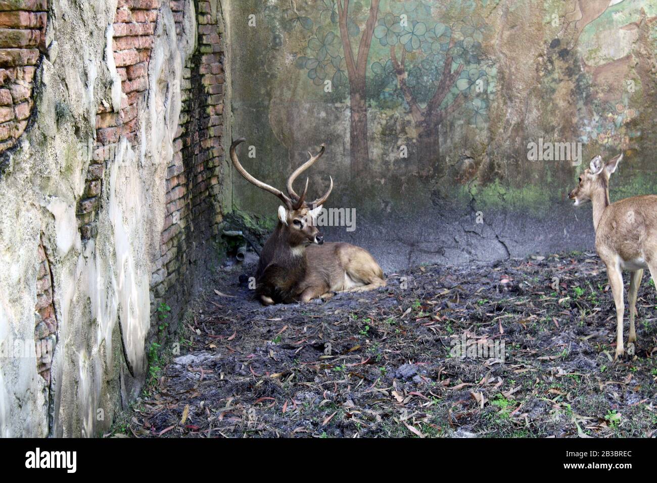 Bucks and doe hi-res stock photography and images - Alamy