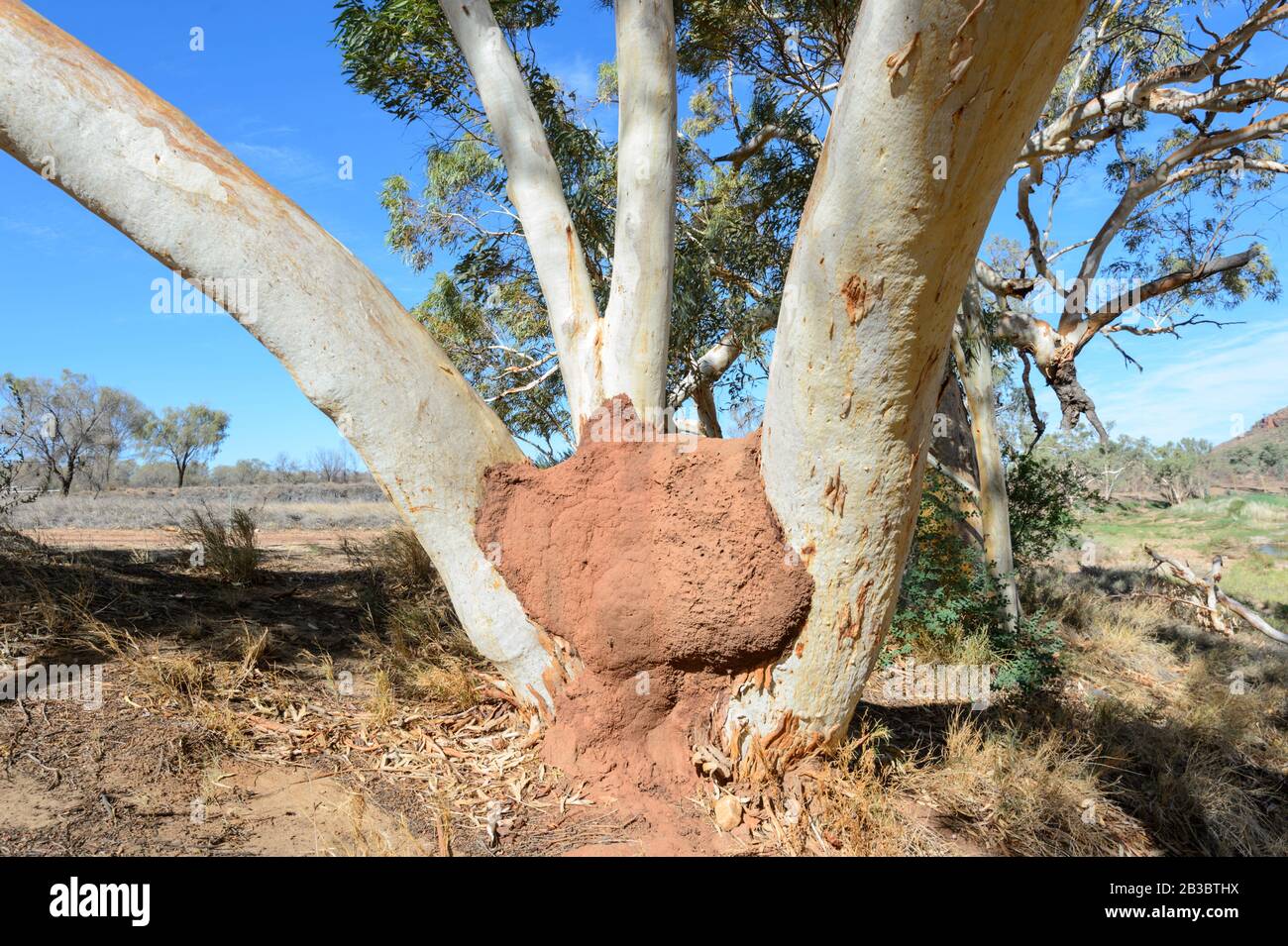Termite mound built in a tree hi-res stock photography and images - Alamy