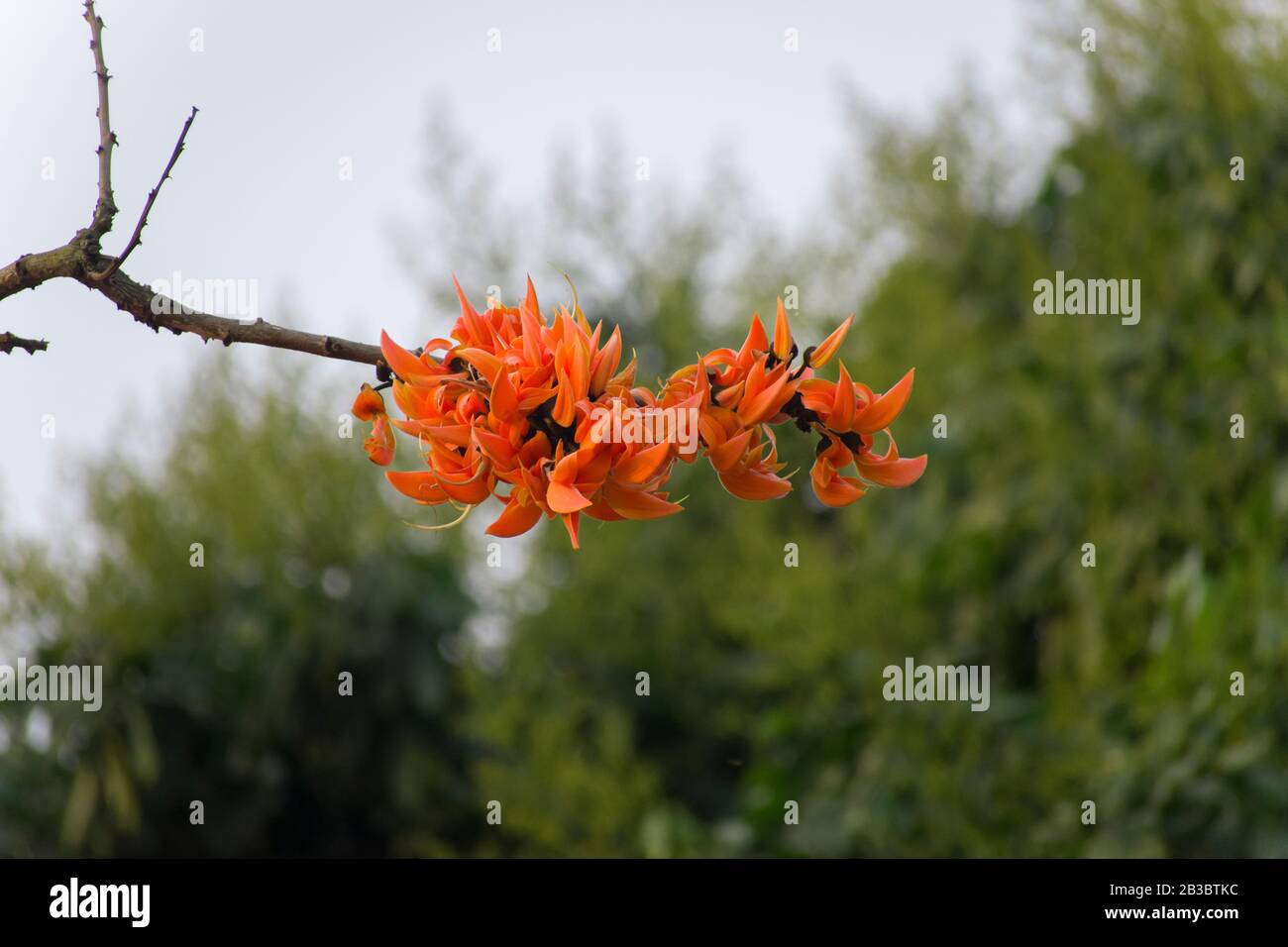 Butea Monosperma is a species of Butea native to tropical and sub ...