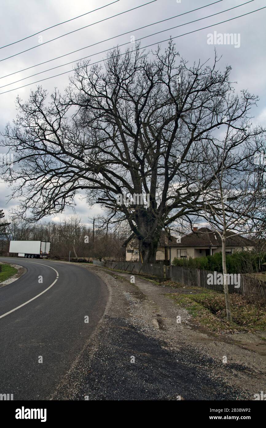 A very old oak tree in the courtyard next to the road defies the ...