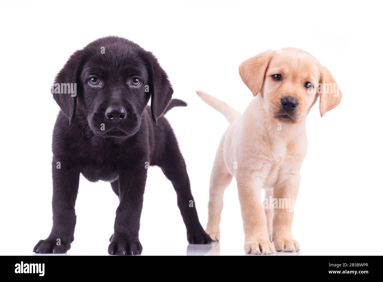 two curious little labrador retriever puppies standing together on ...