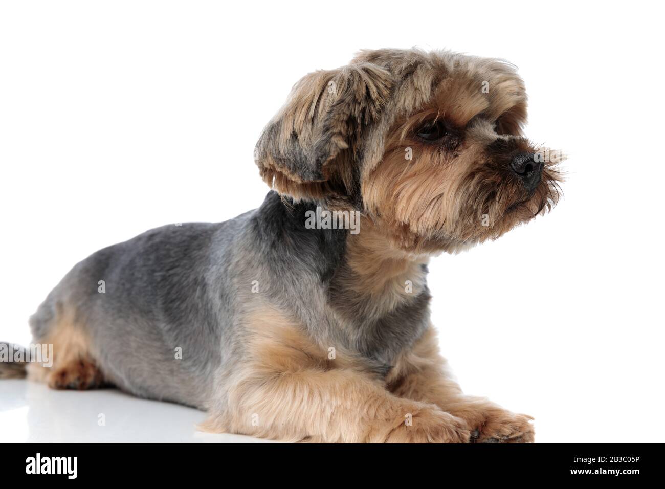 side view of a wonderful yorkshire terrier dog with brown fur lying ...