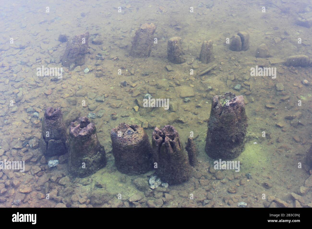 old wooden poles under water. historical backups. lake in Gatchina park ...