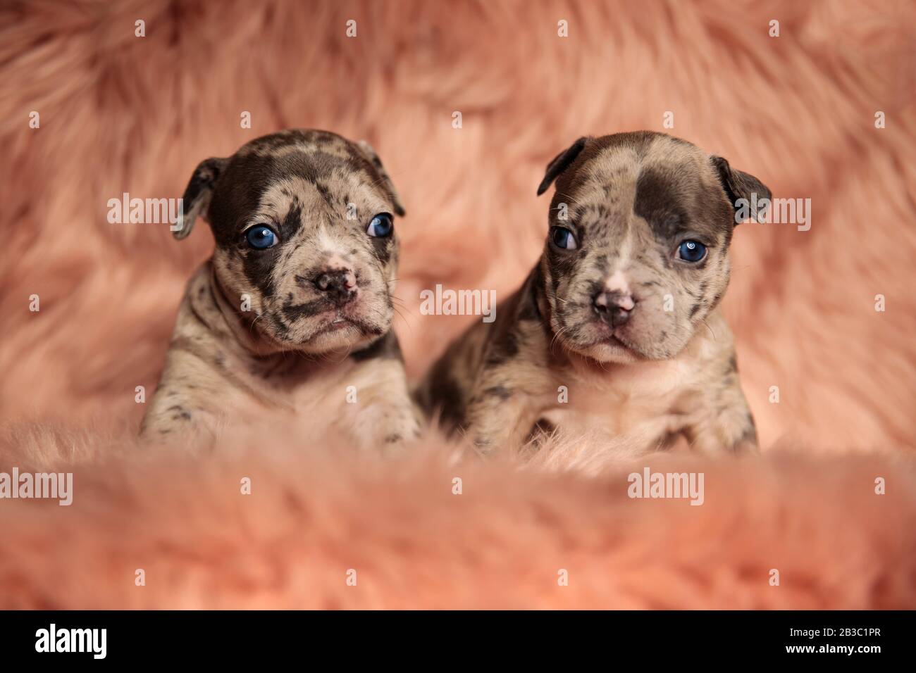 beautiful American bully dogs sitting and looking away bored on pink ...