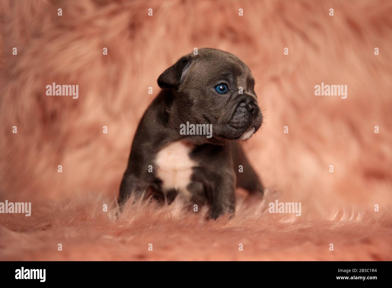 adorable American bully dog with brown fur standing and looking aside ...