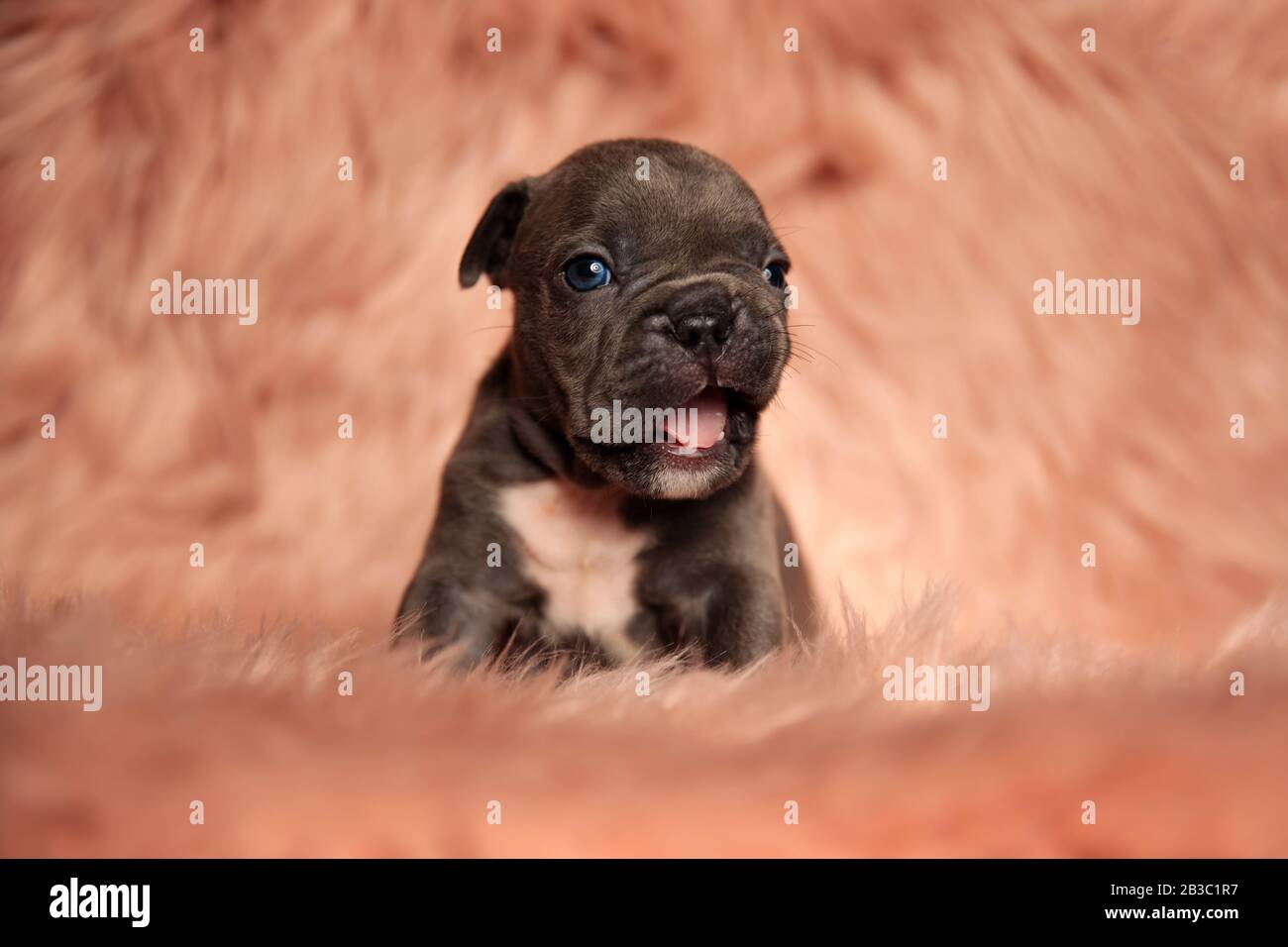 adorable American bully dog with brown fur sitting and yawning on pink ...