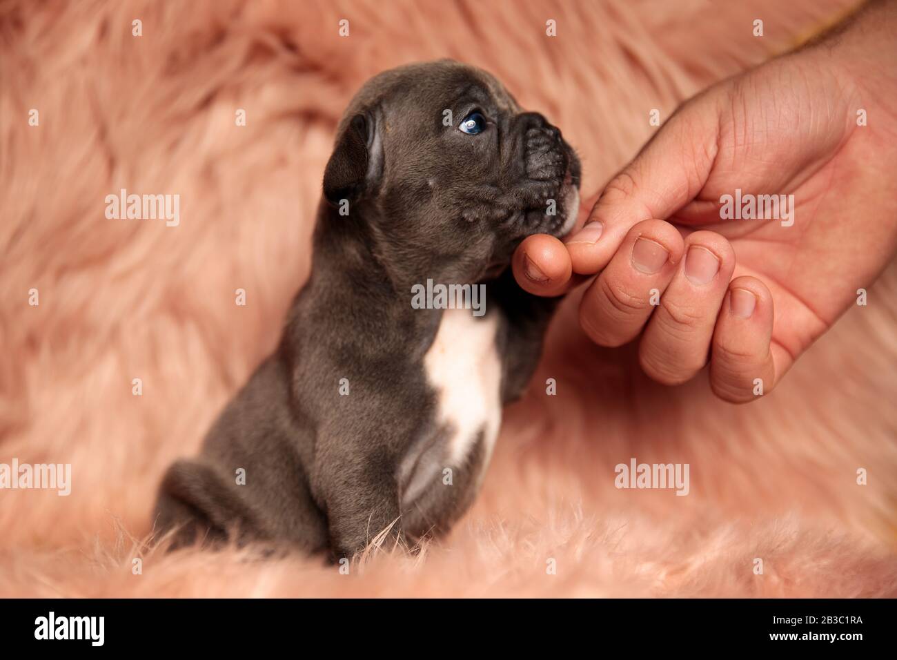 side view of an adorbale American bully dog with brown fur sitting and ...