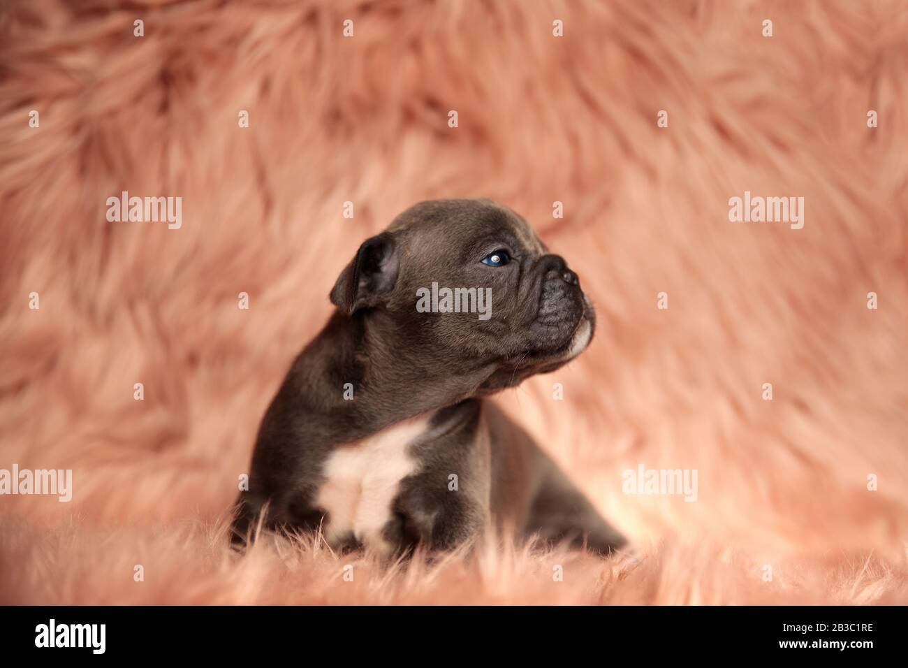 adorable American bully dog with brown fur standing and looking aside ...