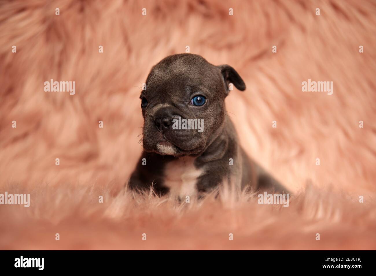 cute American bully dog with brown fur lying down and looking at camera ...