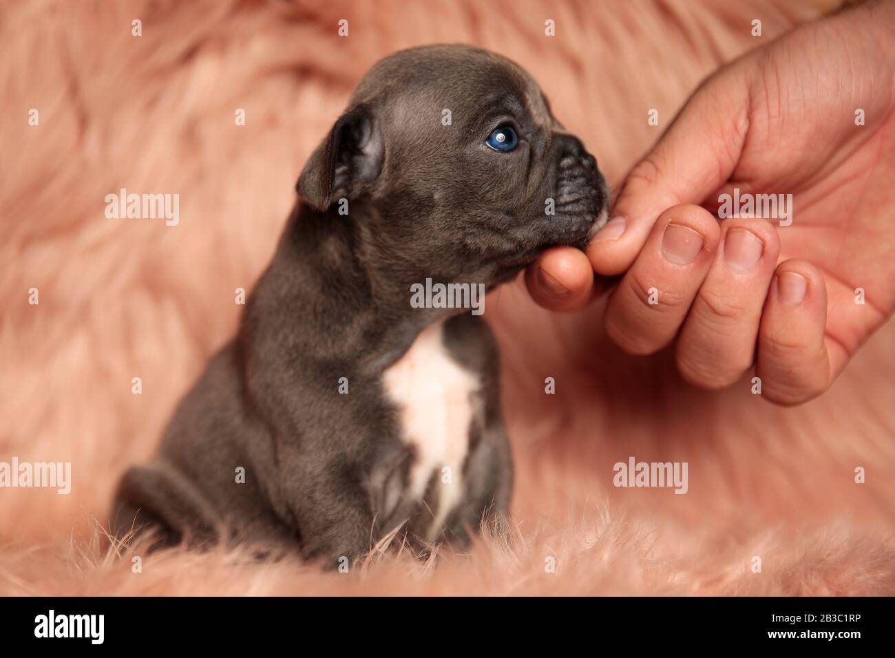 side view of a superb American bully dog with brown fur sitting and ...