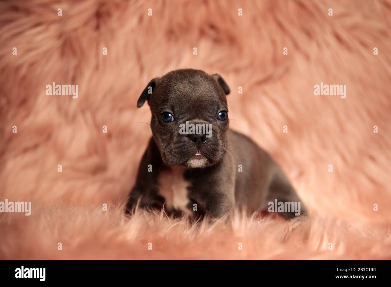 short American bully dog standing and staring at camera on pink studio ...