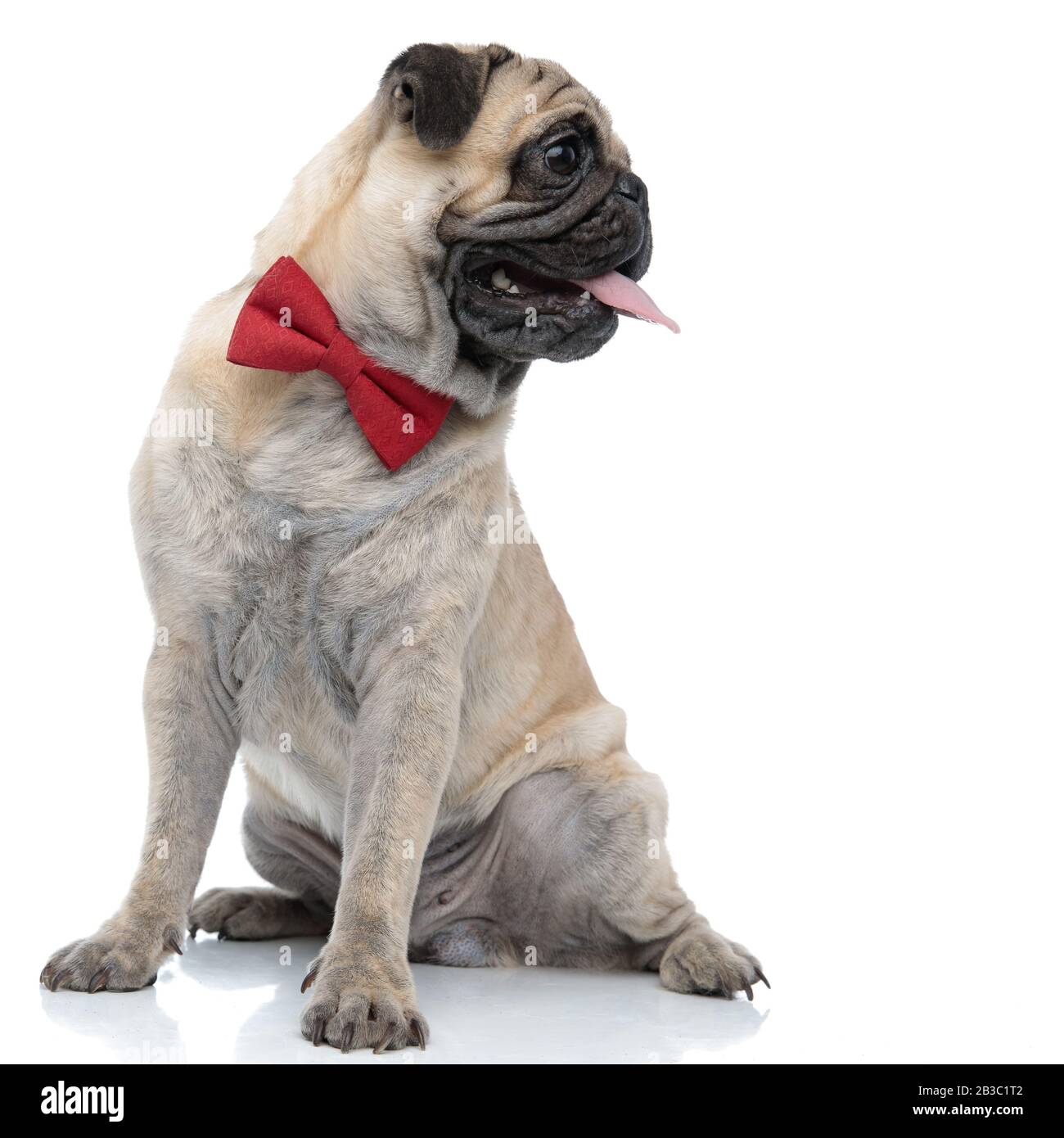happy pug wearing red bowtie, sticking out tongue and panting, sitting ...