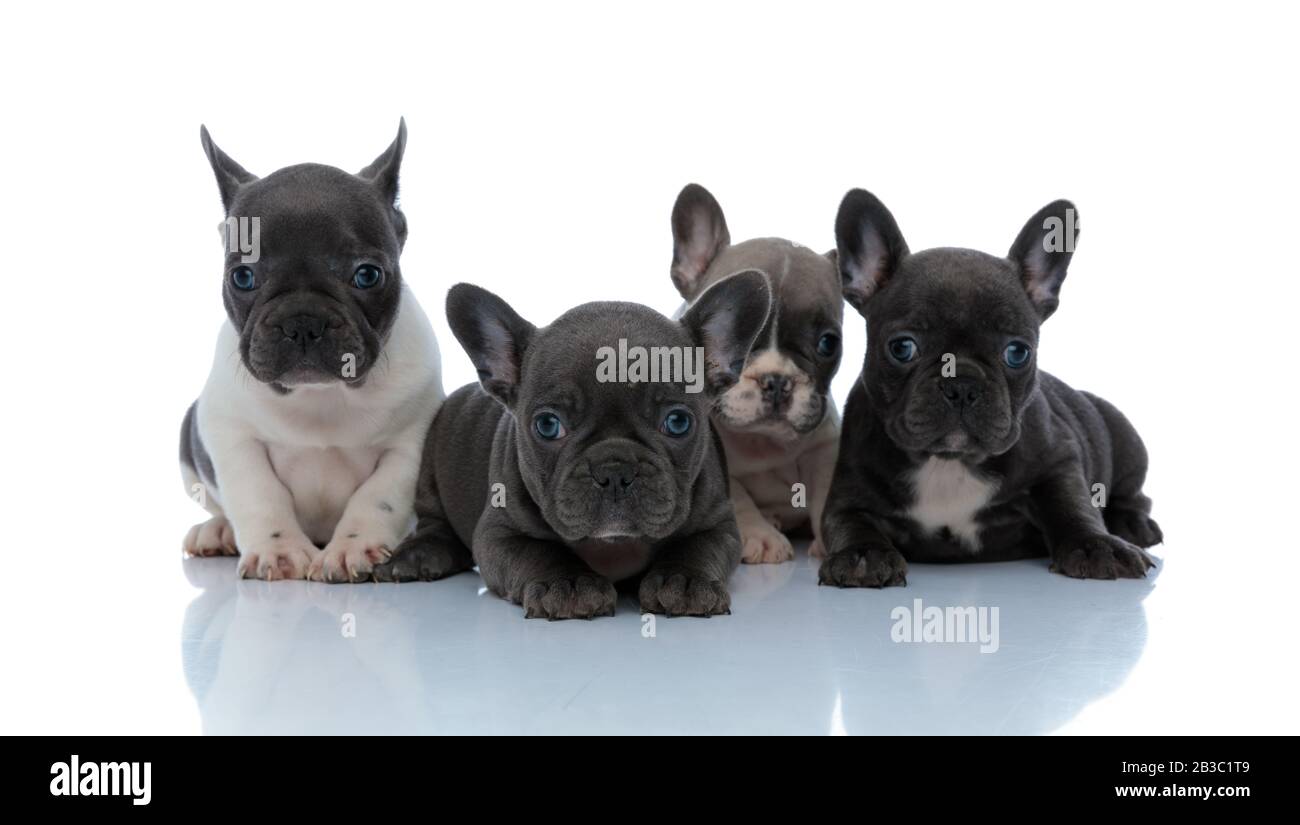 Dutiful French bulldog cubs looking forward interested while laying ...