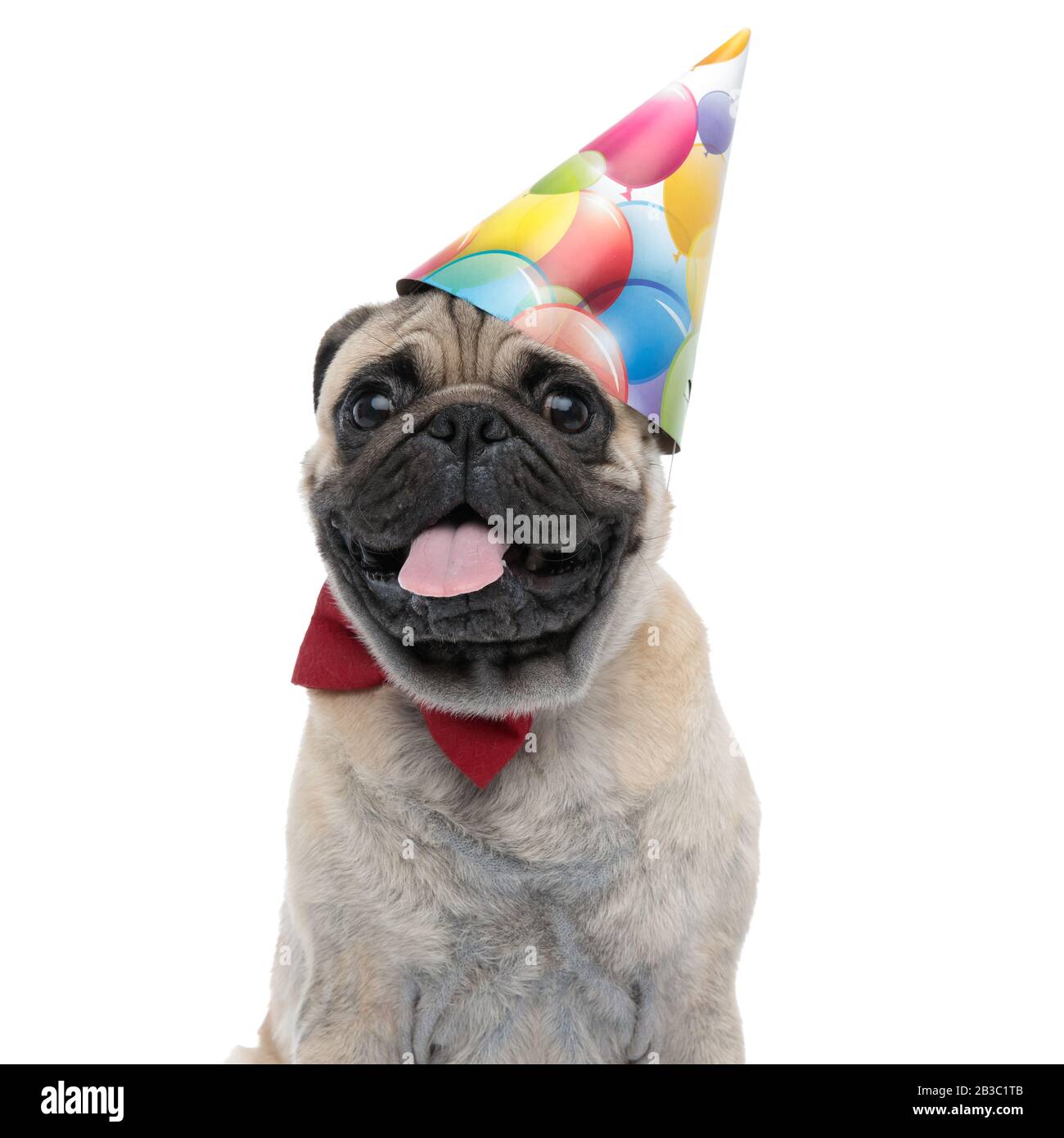 cute pug wearing birthday hat and red bowtie, panting and sticking out ...