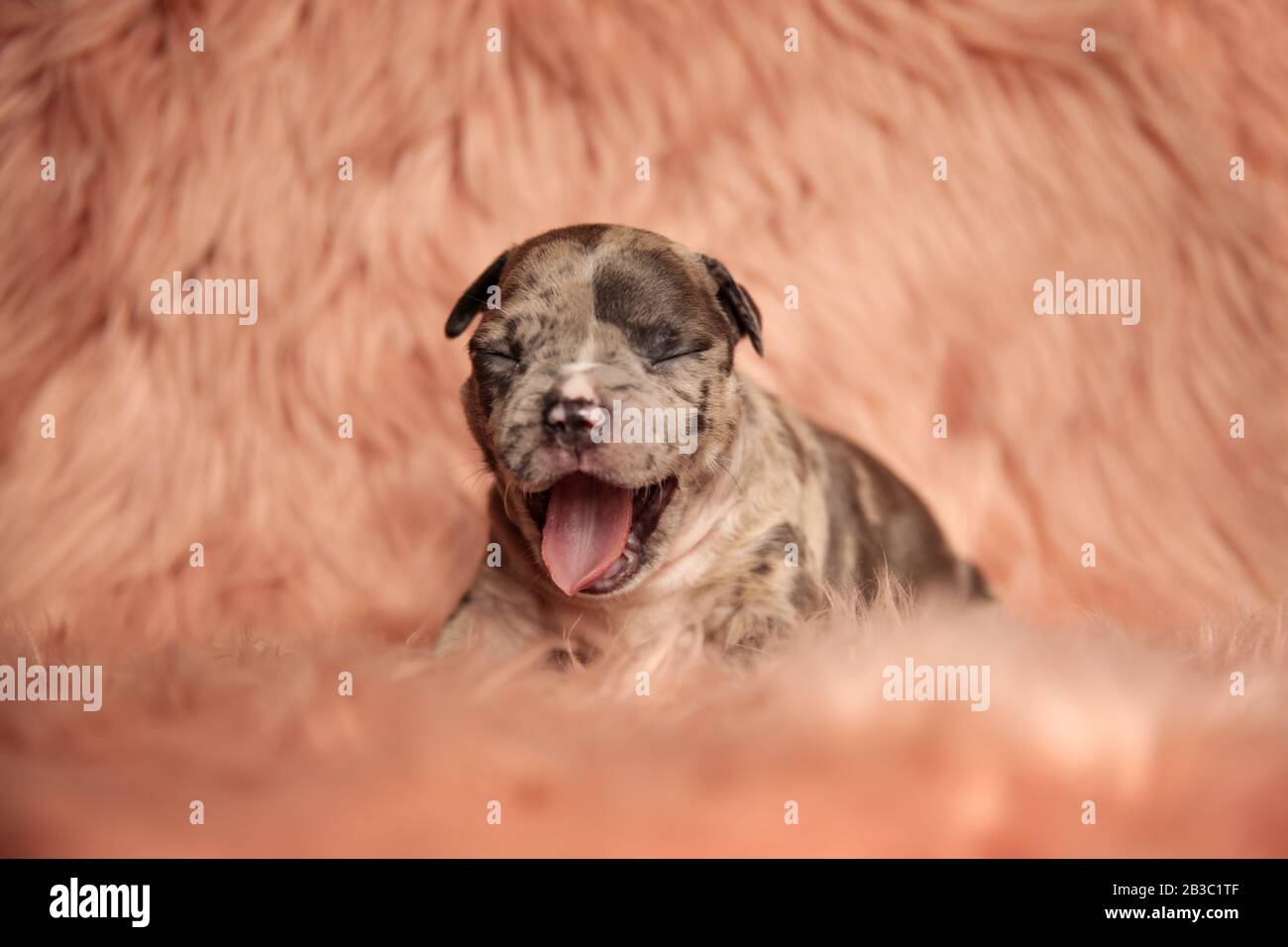 adorable American bully dog with spotted fur lying down and yawning ...