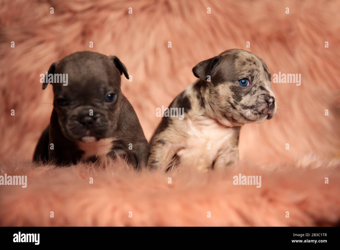 two American bully dogs sitting next to each other and staring at ...